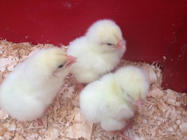 Farm animals on display at N.C. State's Farm Animal Days