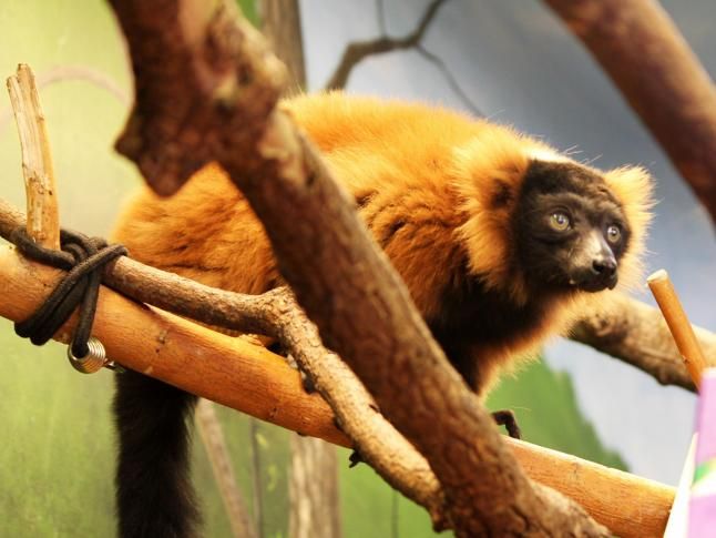 World's oldest known red ruffed lemur dies at Durham museum