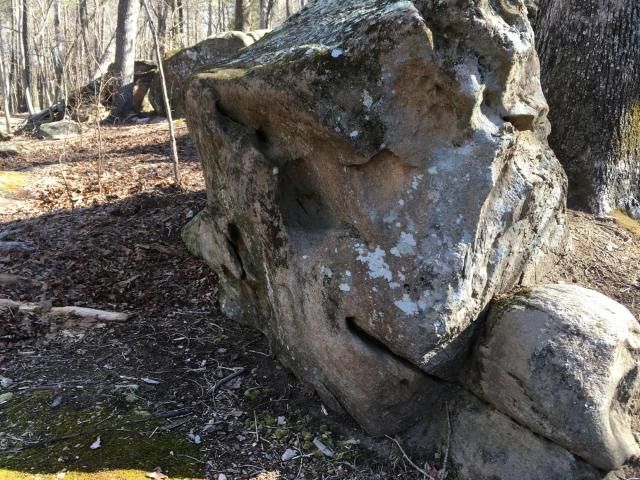 Take the Kids: 'Hidden' rocks, resurrection ferns at Raleigh's ...
