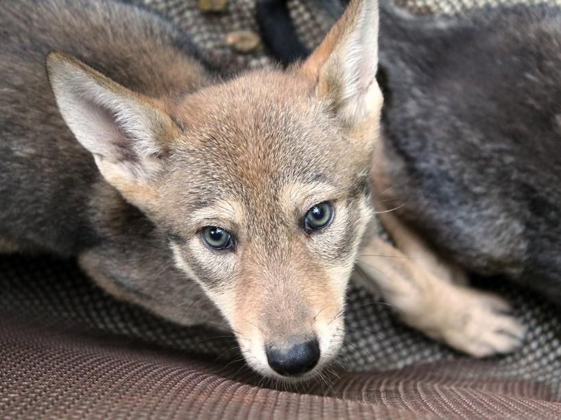 After red wolf pup escape, return, Life and Science's outdoor campus ...