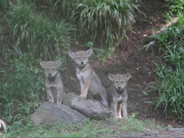 Red wolf pups escape from enclosure at Museum of Life and Science