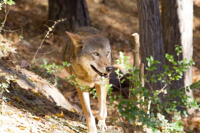 Is love in the air? Museum of Life and Science hopes so as red wolf ...