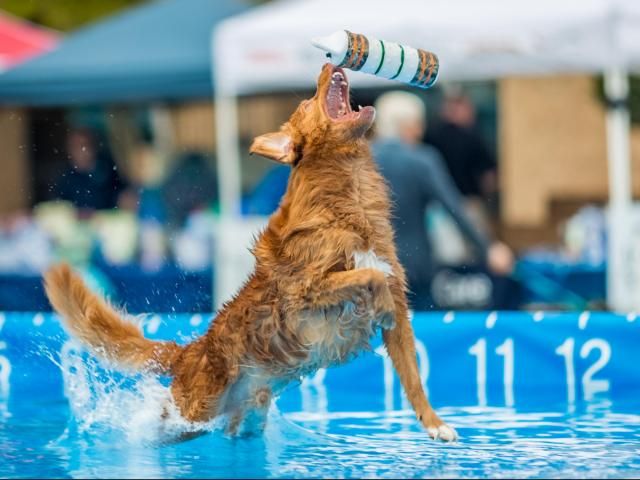 Watch canine athletes jump, dive, compete in DockDogs competition this ...