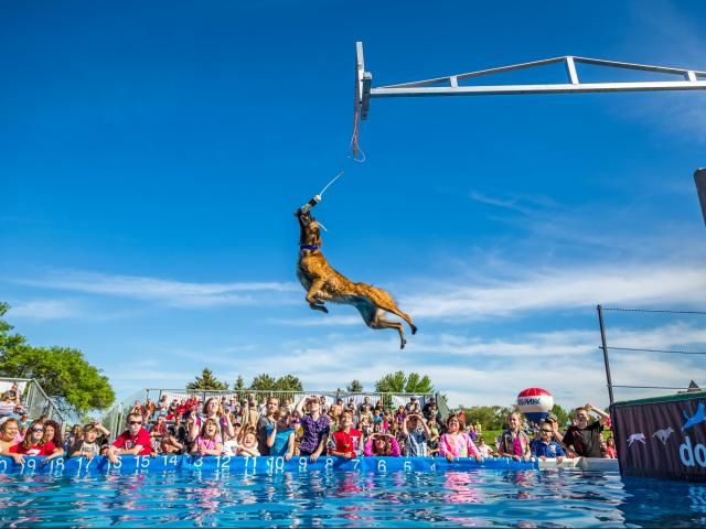 Canine athletes from across the country to compete in world qualifying ...
