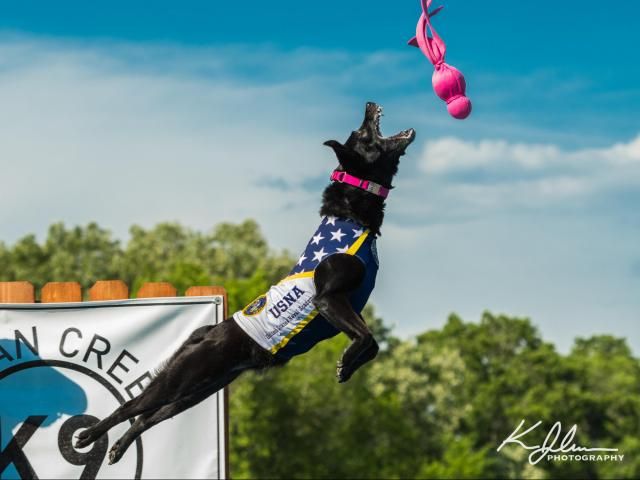 Mark your calendars: DockDogs, the competition featuring dogs jumping ...