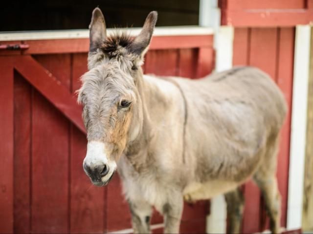 Lightning the donkey turns 22 at the Museum of Life and Science