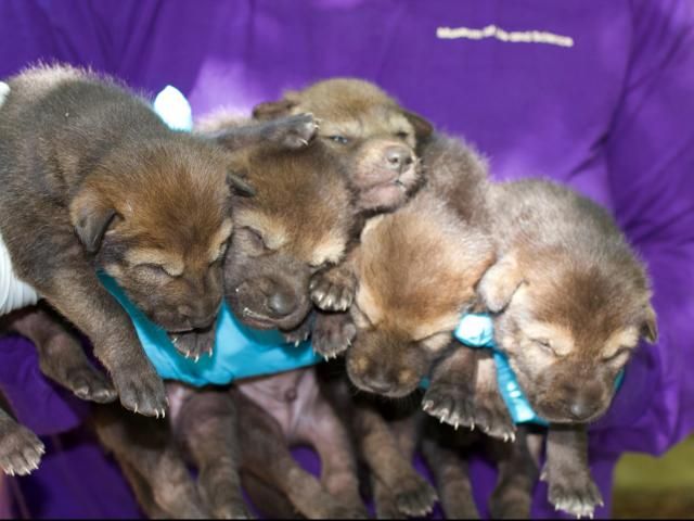Red wolf pup update: They're on the move at the Museum of Life and Science
