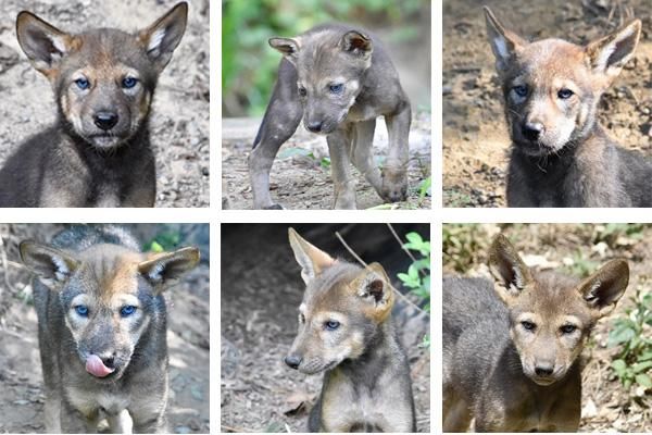 Museum of Life and Science seeks public's help as it names red wolf ...