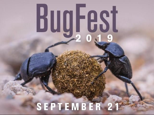 Beetles to take center stage at the NC Museum of Natural Sciences' BugFest