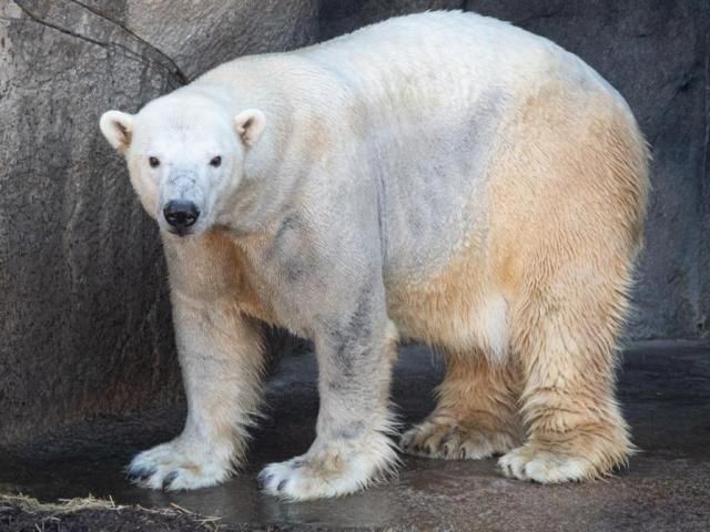 NC Zoo builds digital audience of thousands with popular Zoo EDventures ...