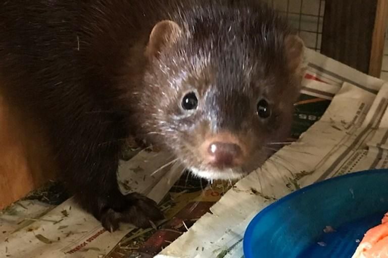 Museum of Life and Science welcomes its first mink