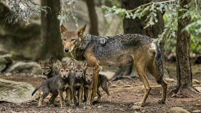 Baby Red Wolves
