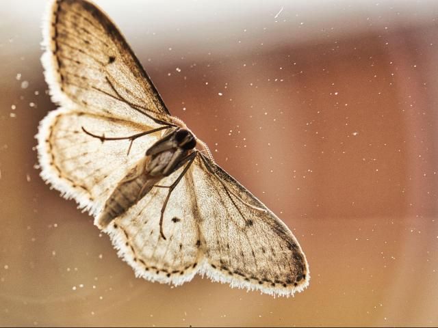 Moths in slow motion? Check out this video from the N.C. Museum of ...