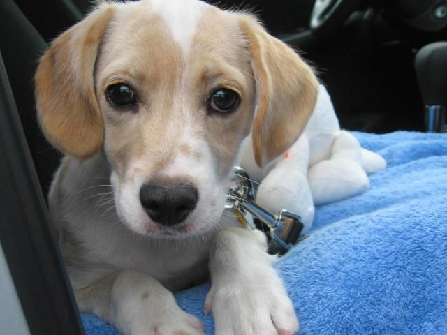Tara Lynn: How a dog stroller gave me and my dog new life