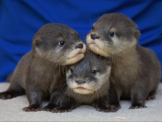 NC Aquarium needs help naming trio of otter pups NC Aquarium needs help naming trio of otter pups