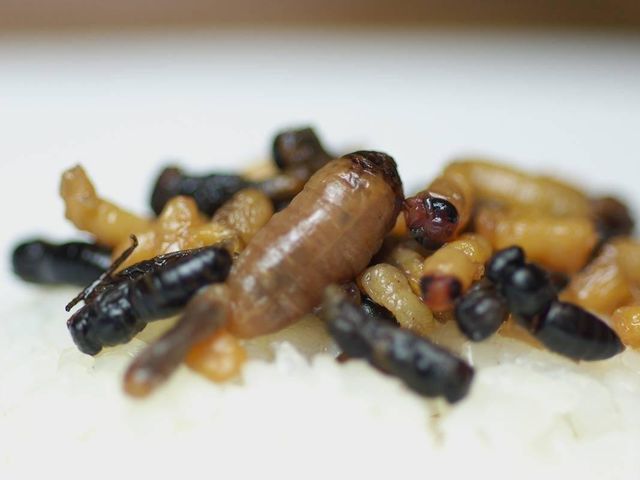 To feed the world, begin with maggot sausage and insect ice cream ...