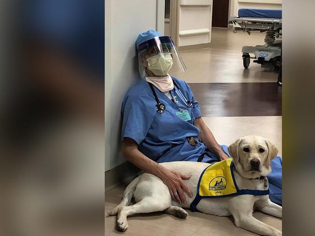 A service dog in training brings comfort to ER doctors on the frontlines