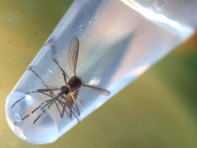 First-ever US release of genetically modified mosquitoes begins in ...
