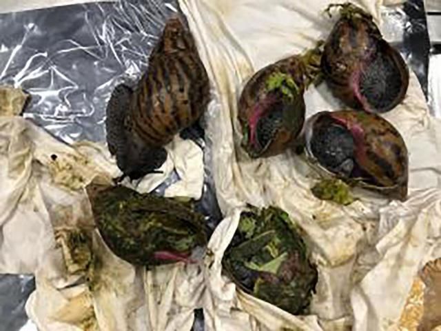 Invasive, dangerous land snails found at Michigan airport