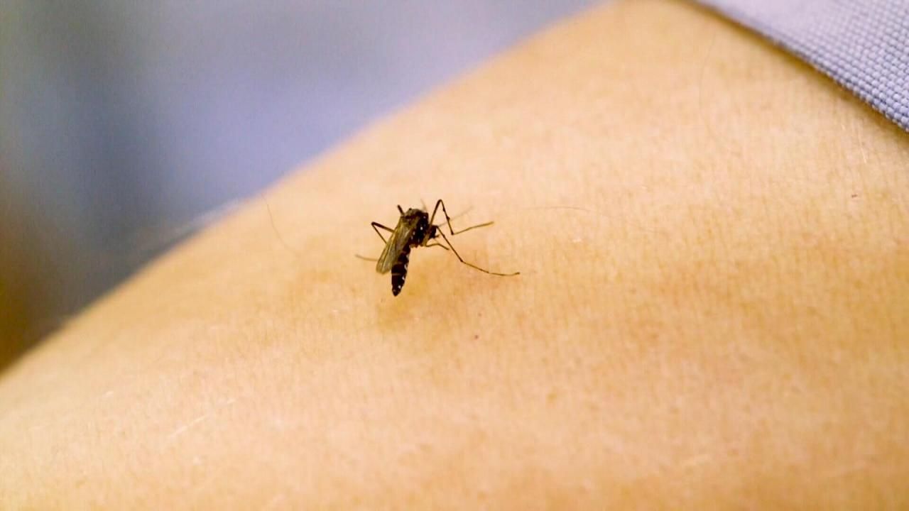 how do mosquitoes bite humans