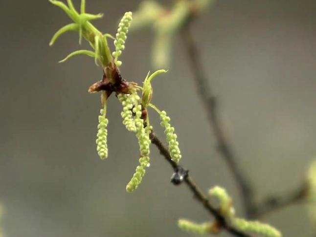 Pollen season starts in North Carolina