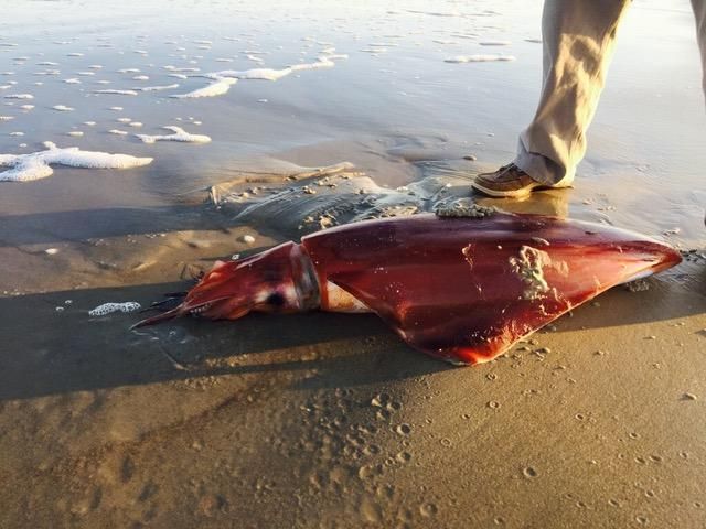 Red squid spotted on Outer Banks