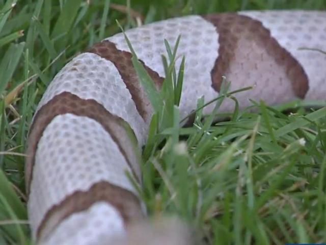 How to identify North Carolina's snakes -- and steer clear of them
