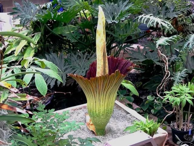 Rare 'corpse flower' blooms at NC State
