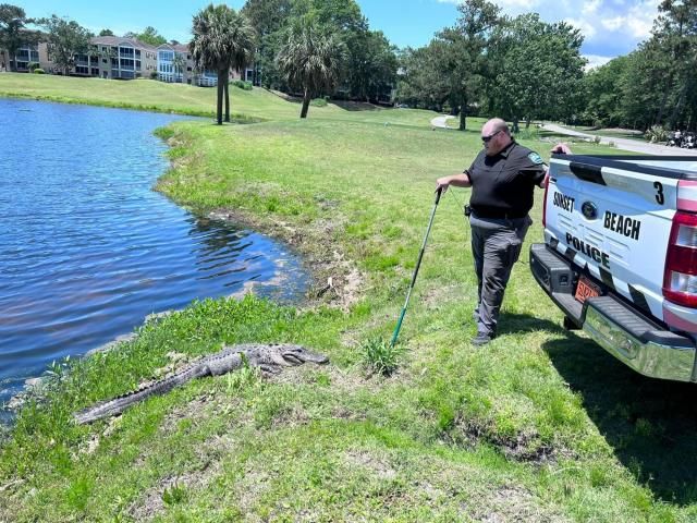 Sunset Beach police rescue alligator stuck in fence