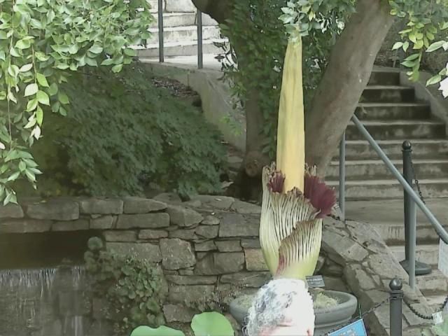 Rare bloom: Corpse flower in full glory - and stench - at NC State