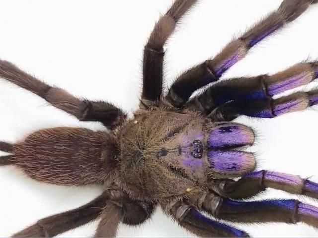 Rare electric blue tarantula discovered in Thailand