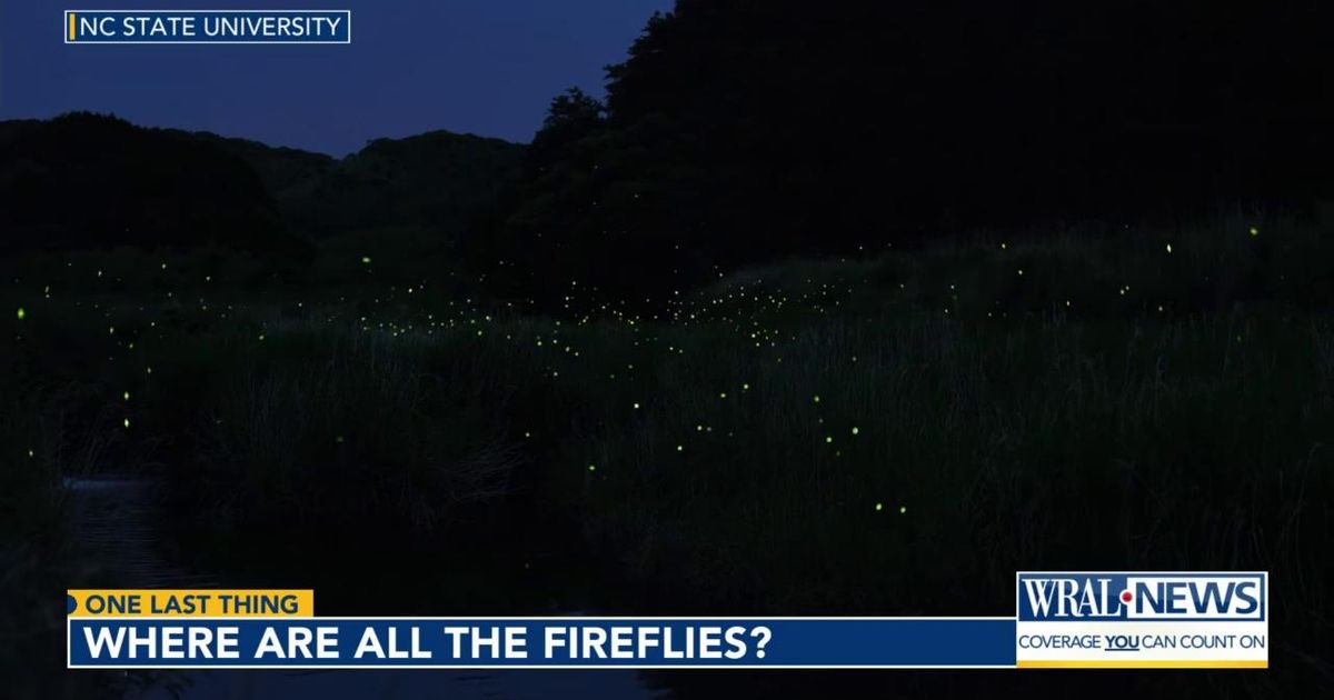 Fireflies are declining, what you can do to save these tiny wonders ...