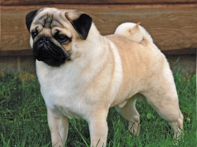 Triangle dogs compete, place in Westminster Dog Show