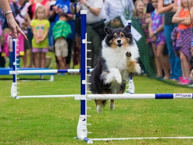 Dog Olympics to be held at NCSU