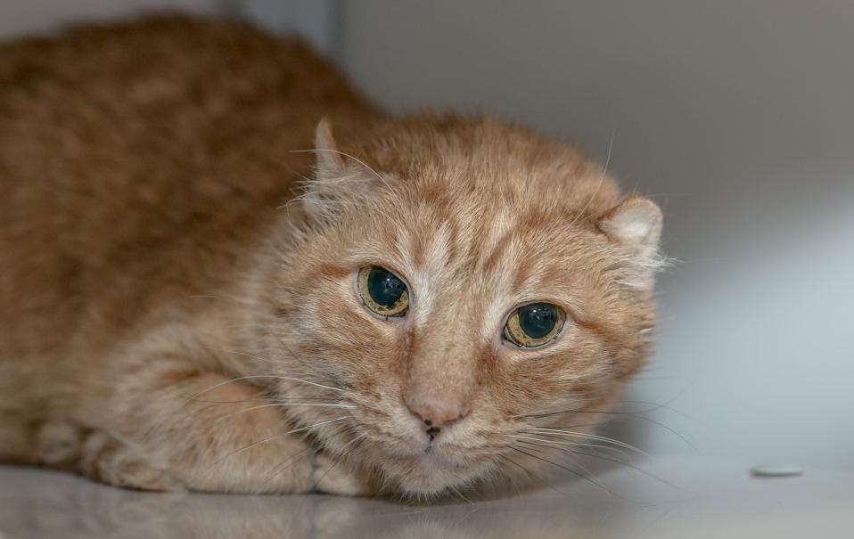 Abandoned, rescued, adopted: The survival story of 5 cats