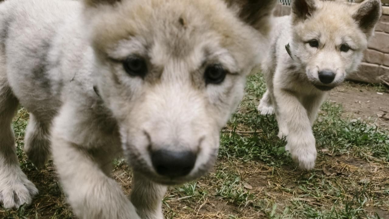 wolves cute