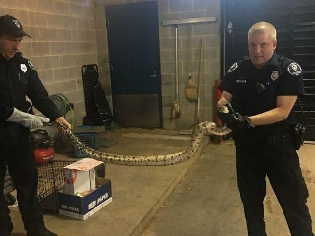 Charlotte officers wrangle 'stray' 6-foot boa constrictor in backyard