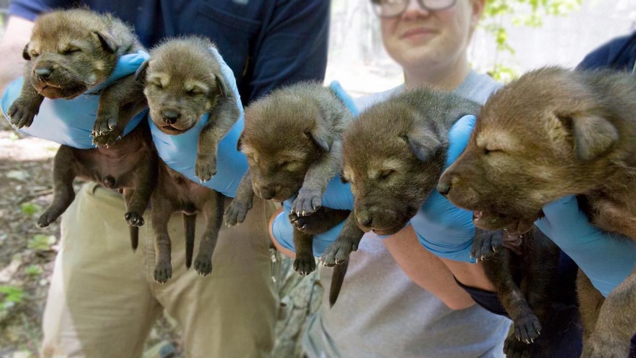 red wolf pups nc