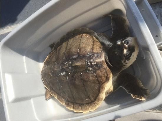 Good Samaritan helps rescue sea turtle off Wrightsville Beach