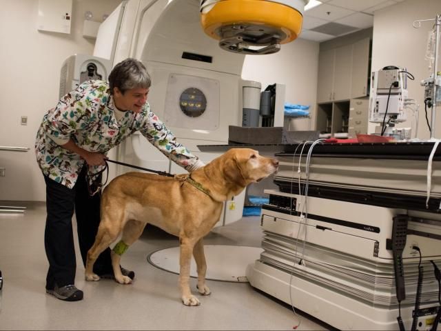 Man's best friend: Now dogs can help us fight cancer, researchers say