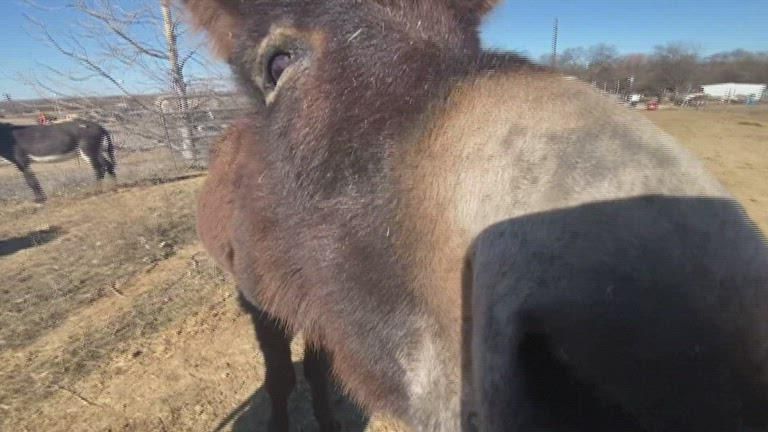 Animal rescue center saves abused donkeys marked for slaughter