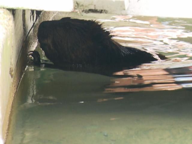 Barry the beaver spotted at American Tobacco Campus