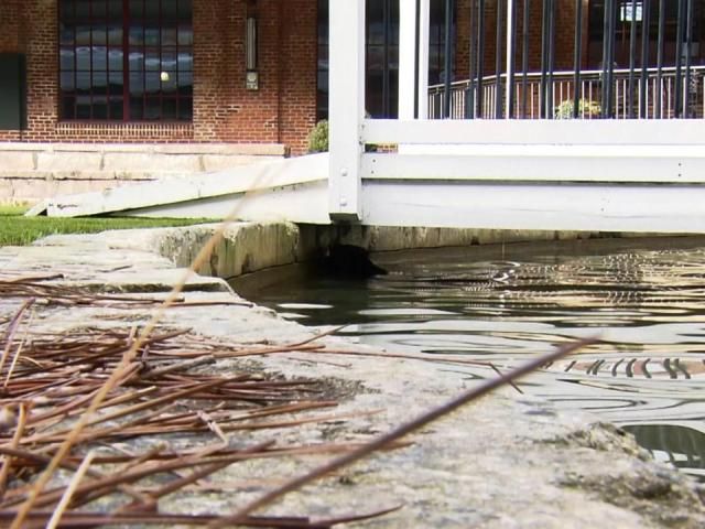 'Barry' the beaver spotted in river at Durham's American Tobacco Campus
