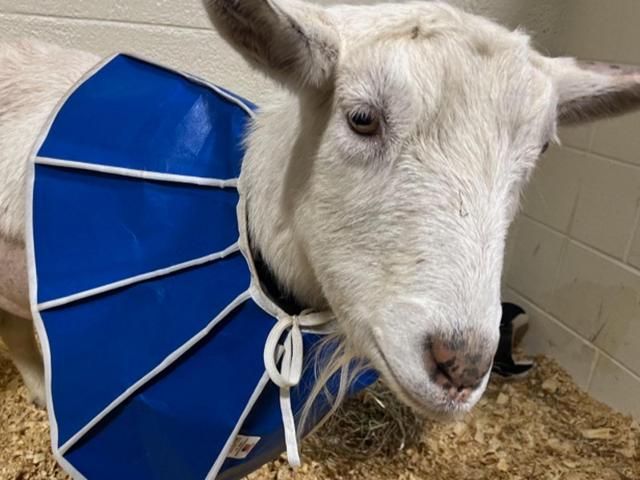 Lovable NC goat Bianca back in the hospital weeks after surgery