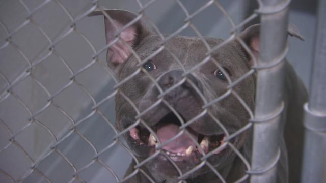 Wake animal shelter was 'set to begin' euthanizing animals until ...