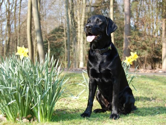 Labrador Retriever repeats again as Raleigh's favorite dog breed