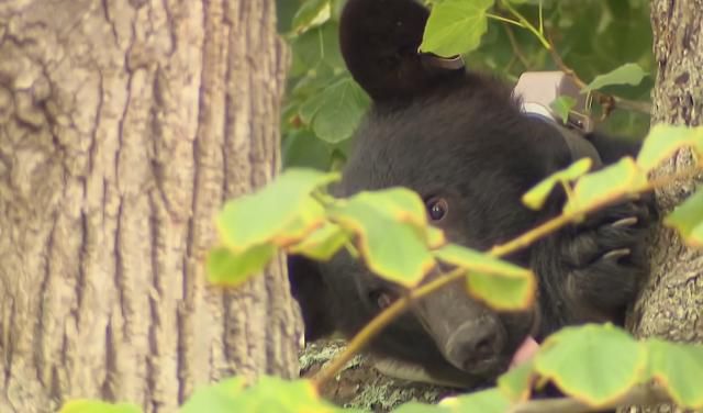Black bear stuck in tree in Virginia safely removed