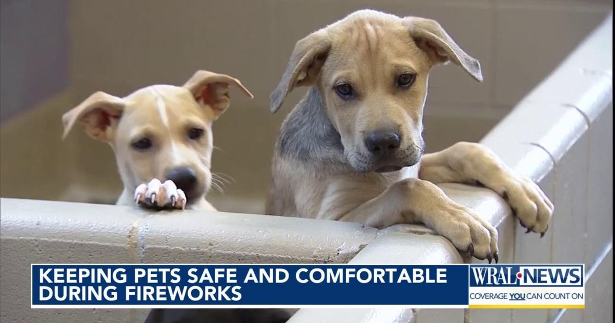 How to keep your pets safe, calm and comfortable during Fourth of July ...