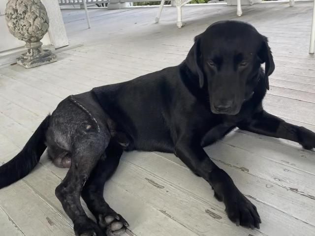 'Thank the lord': Southport man saves beloved dog from jaws of alligator