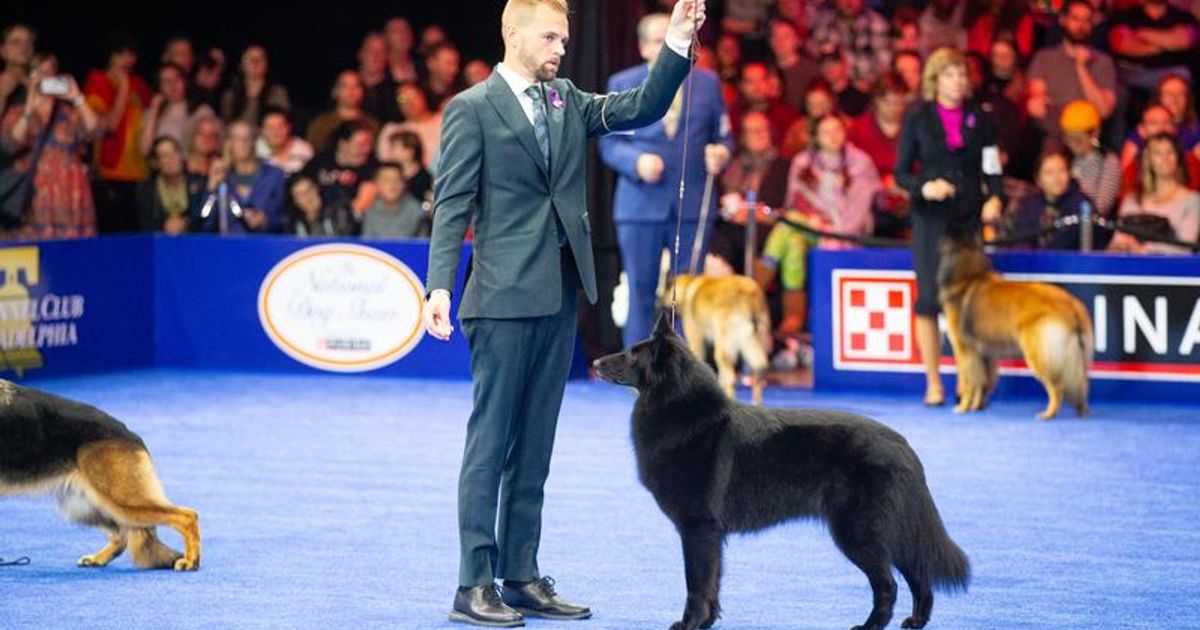 'She just shines:' Dog trained in NC wins Best in Show at National Dog ...